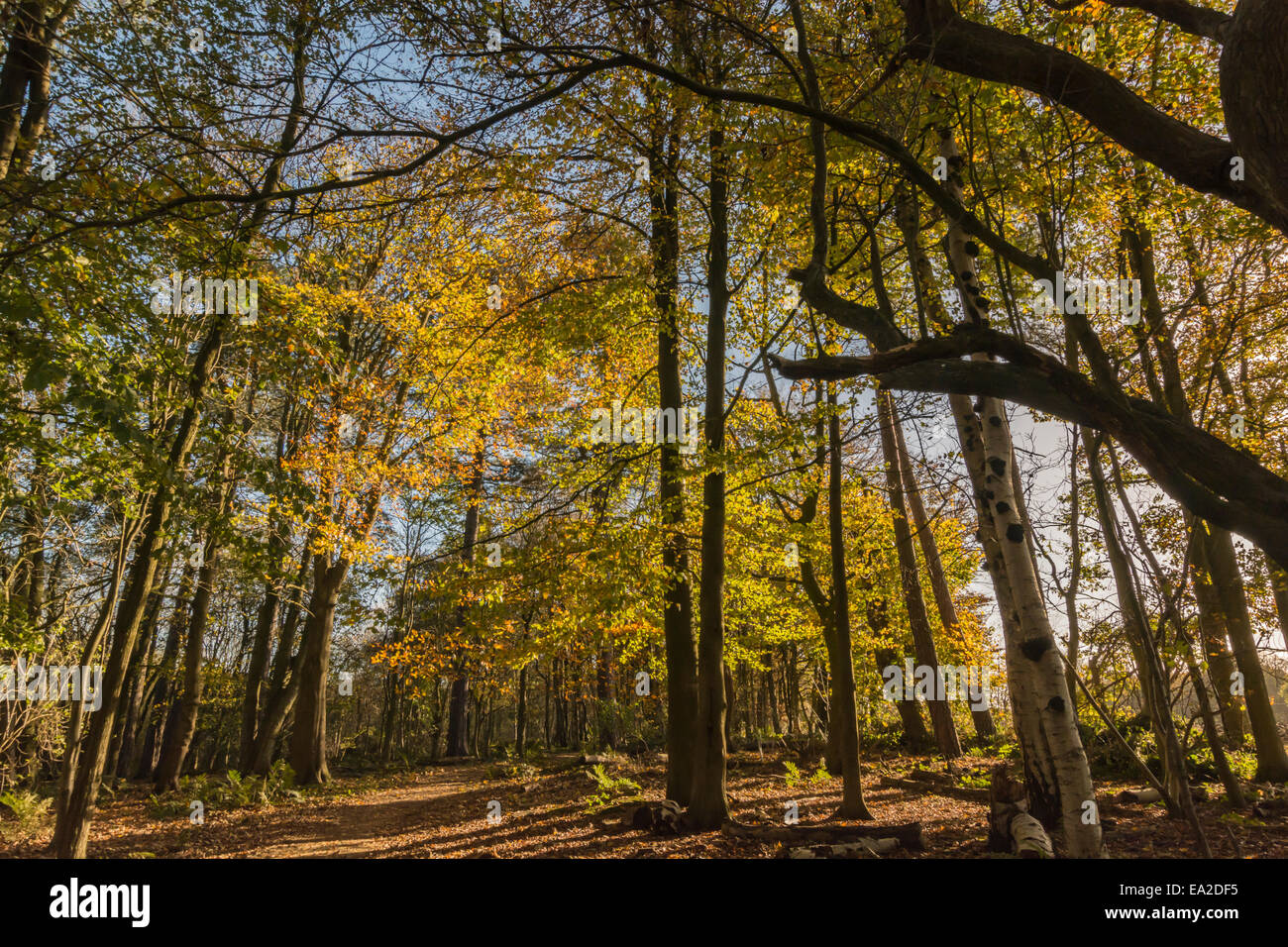 Sunlight Autumn woodland trees at Adel Dam Nature Reserve Stock Photo ...