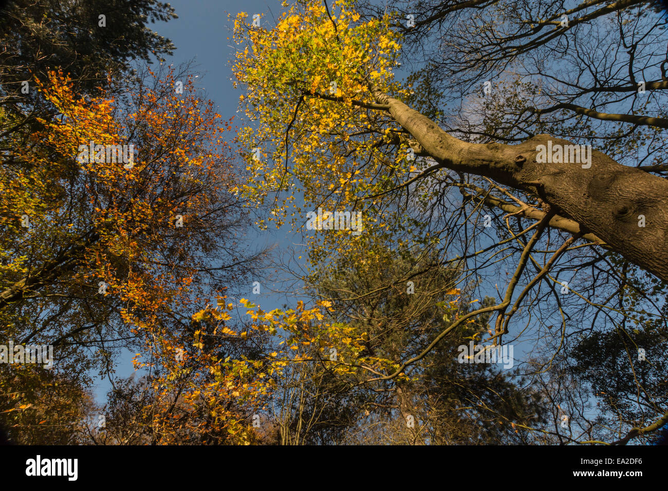 Sunlight Autumn woodland trees at Adel Dam Nature Reserve Stock Photo ...