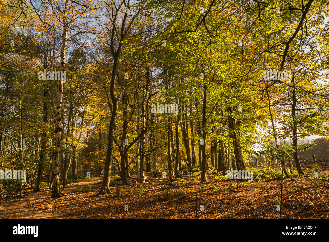 Sunlight Autumn woodland trees at Adel Dam Nature Reserve Stock Photo ...