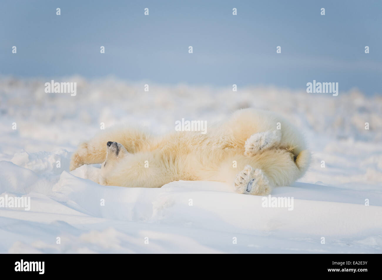 Bear stretching hi-res stock photography and images - Alamy