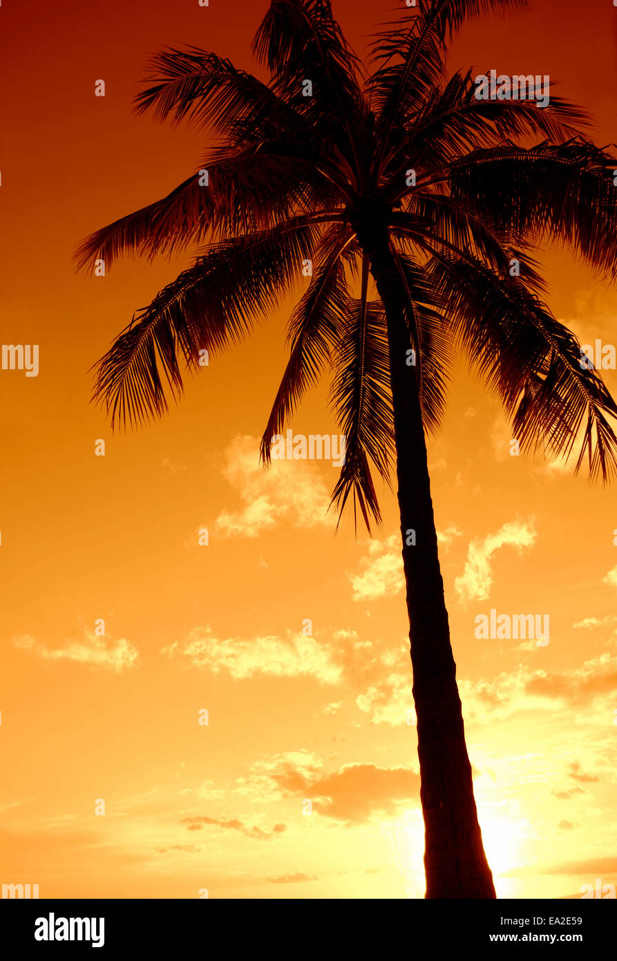 Single tree in evening glow hi-res stock photography and images - Alamy