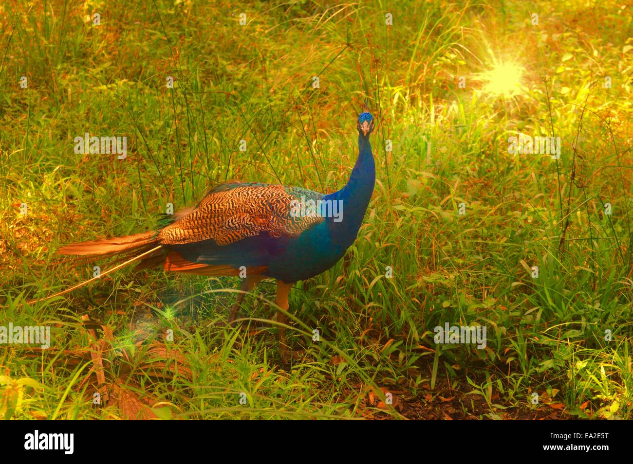 Wishing on a star Stock Photo - Alamy