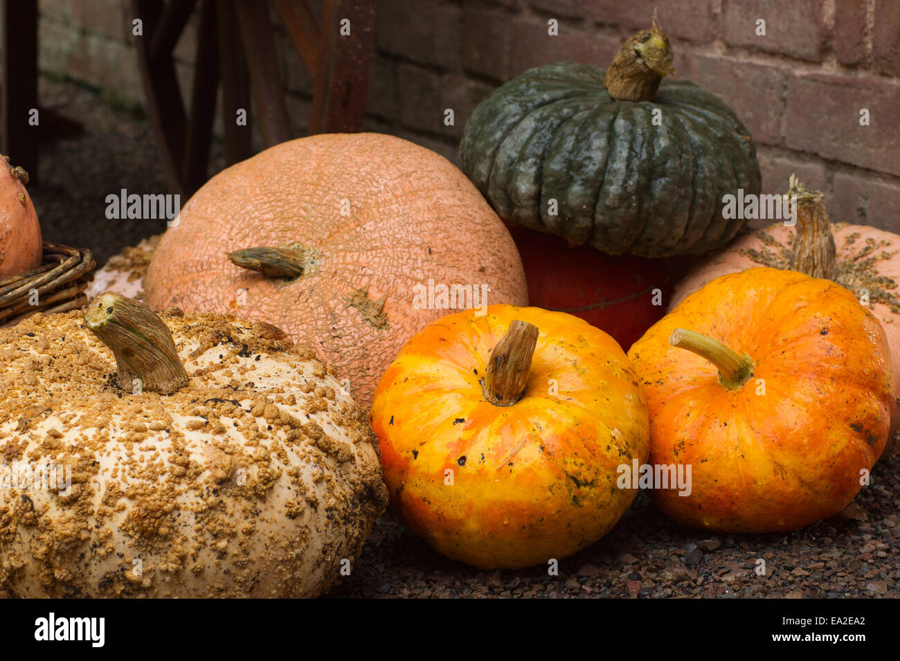 Different types of pumpkins Stock Photo - Alamy