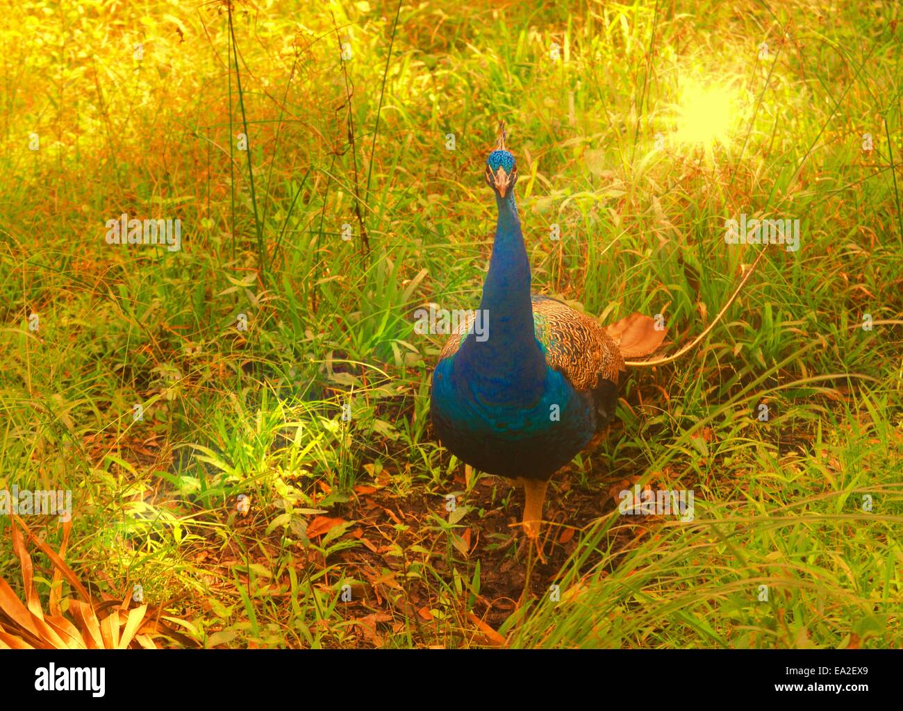 Well hello there! Stock Photo - Alamy