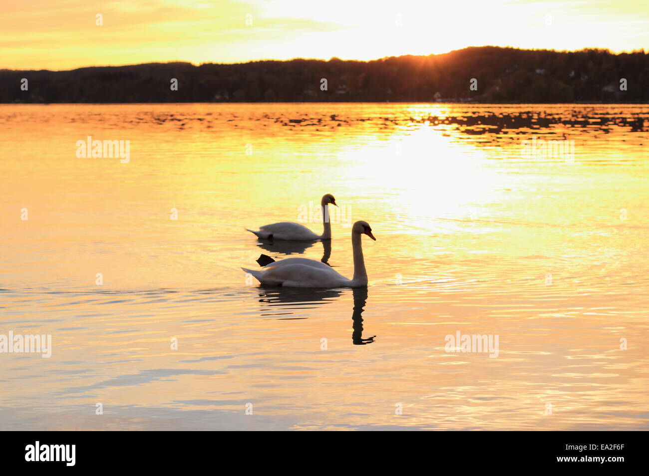 Two swans floats on lake at sunset, as background Stock Photo - Alamy