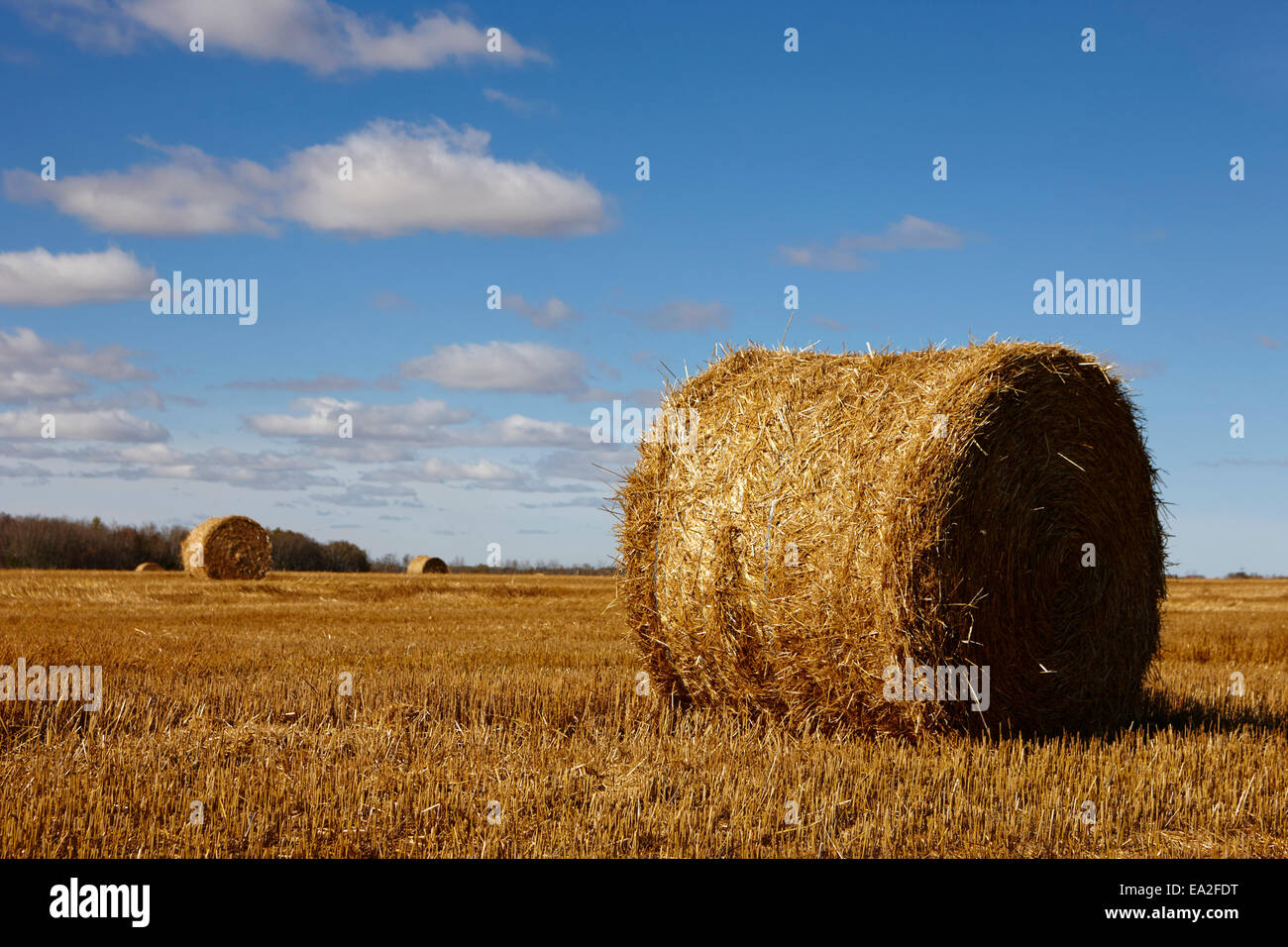 Field of baled hay hi-res stock photography and images - Alamy