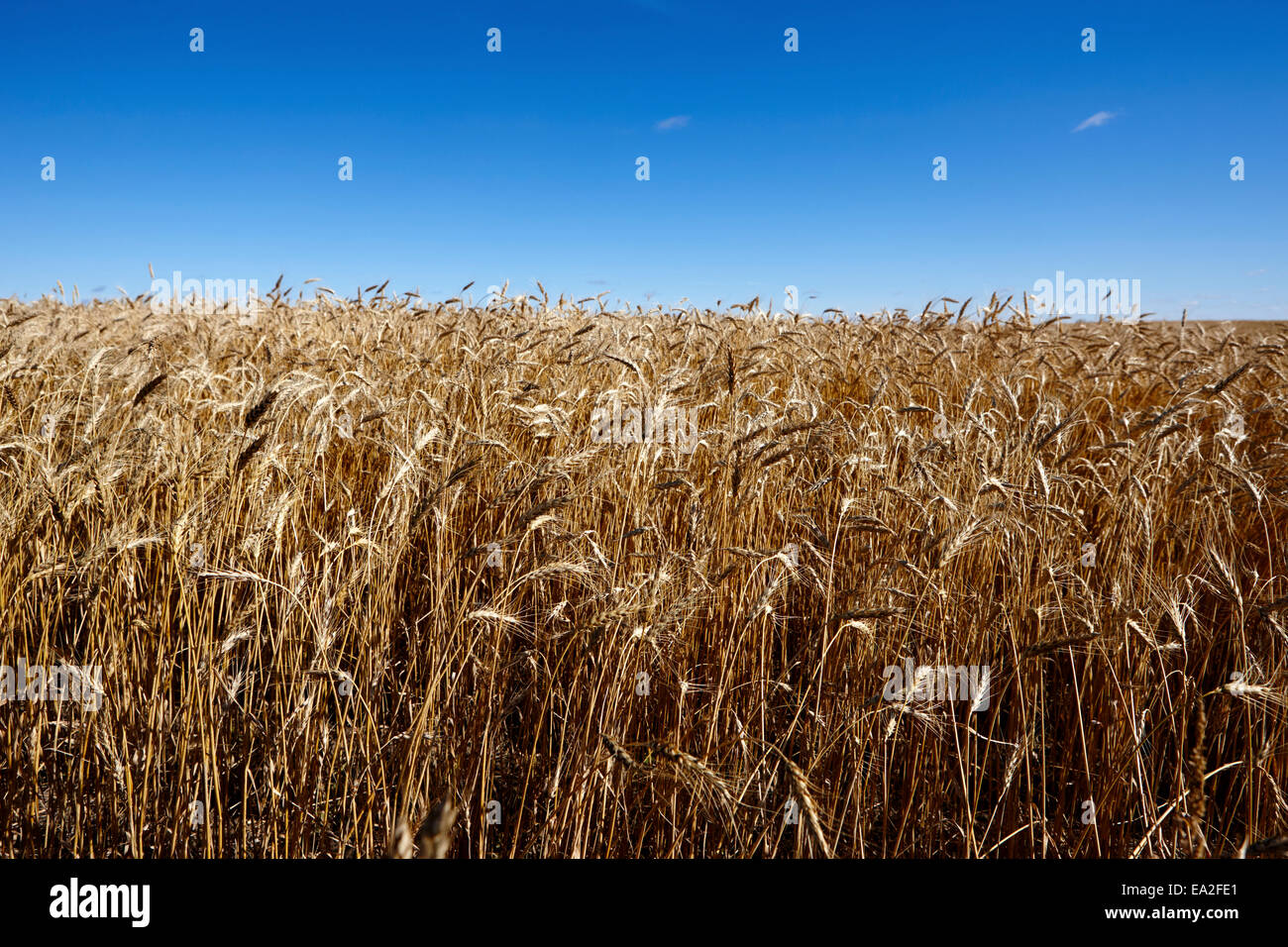field of barley crop on the prairies of Saskatchewan Canada Stock Photo ...