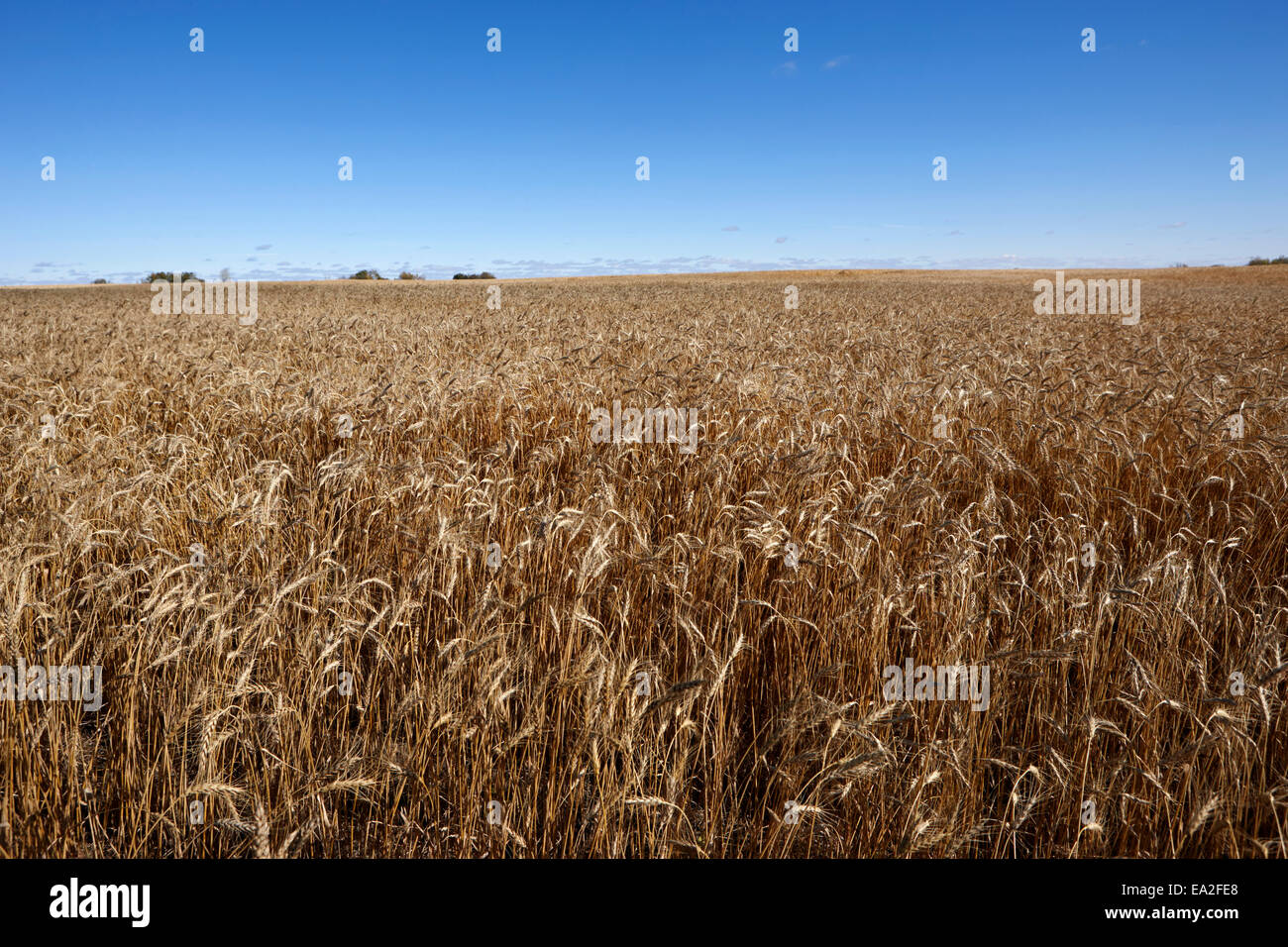 Barley crop hi-res stock photography and images - Alamy