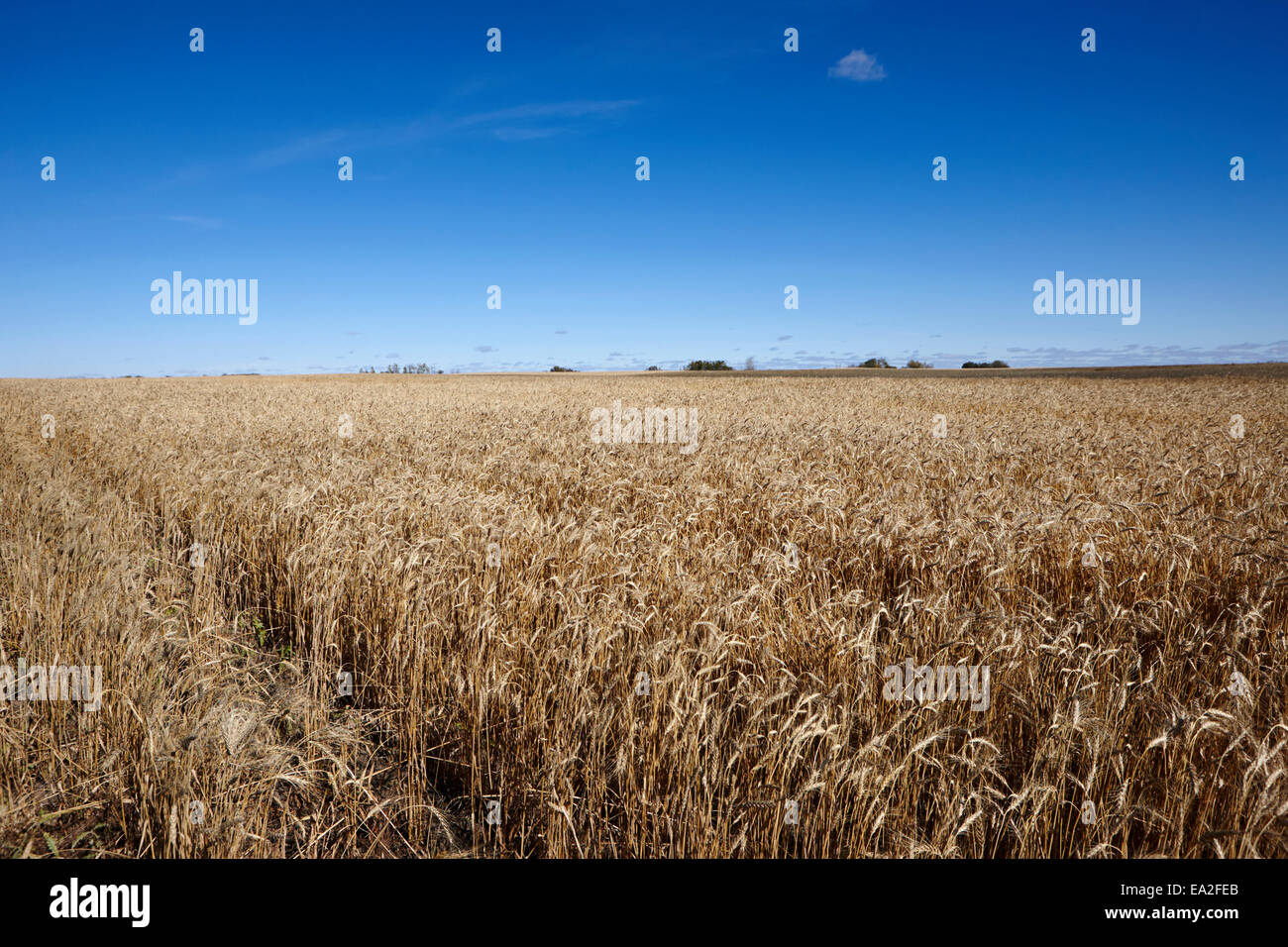 field of barley crop on the prairies of Saskatchewan Canada Stock Photo ...