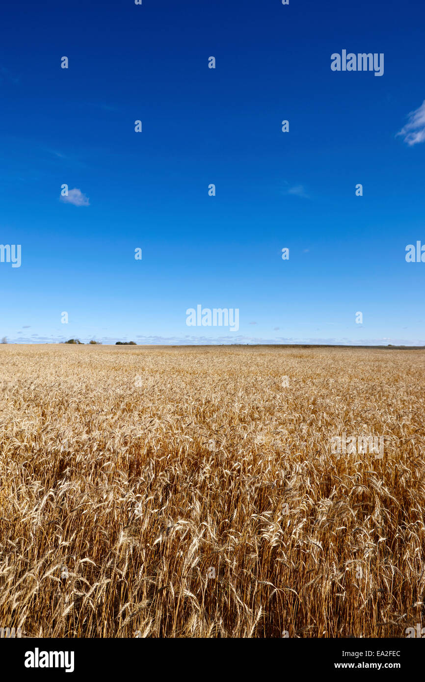 Crops on the prairie hi-res stock photography and images - Alamy