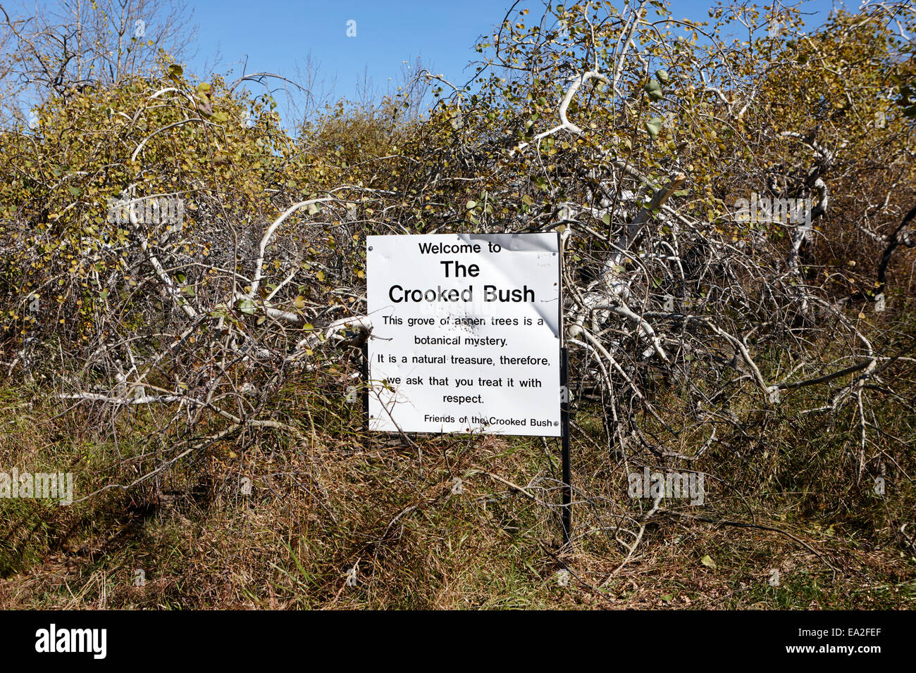 the crooked bush group of twisted aspen trees Saskatchewan Canada Stock ...