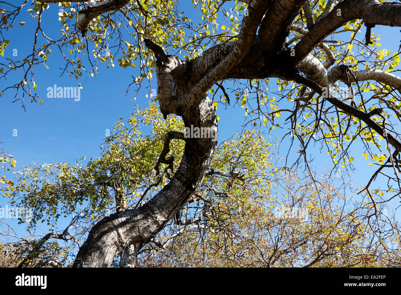 Crooked aspen tree hi-res stock photography and images - Alamy