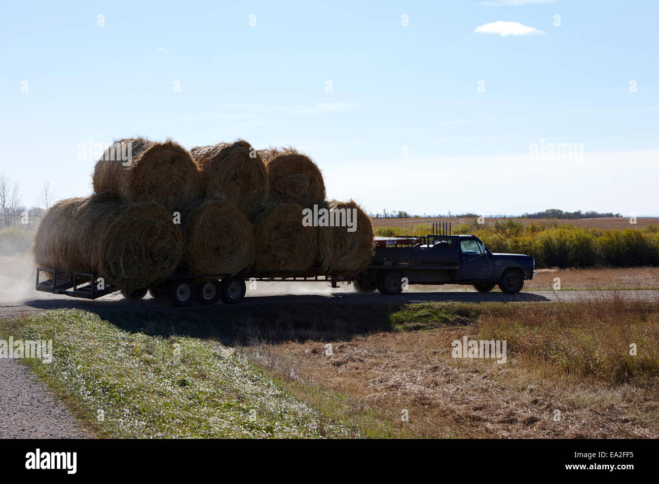 rolled hay towed by pickup truck after harvest Saskatchewan Canada ...