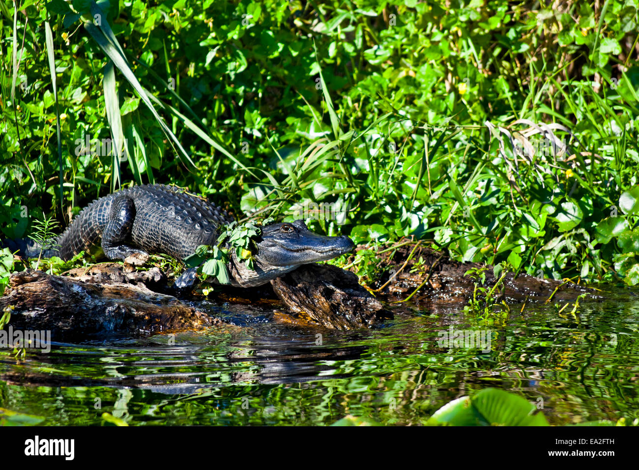 Pond,Florida,State Park,American Alligator Stock Photo - Alamy