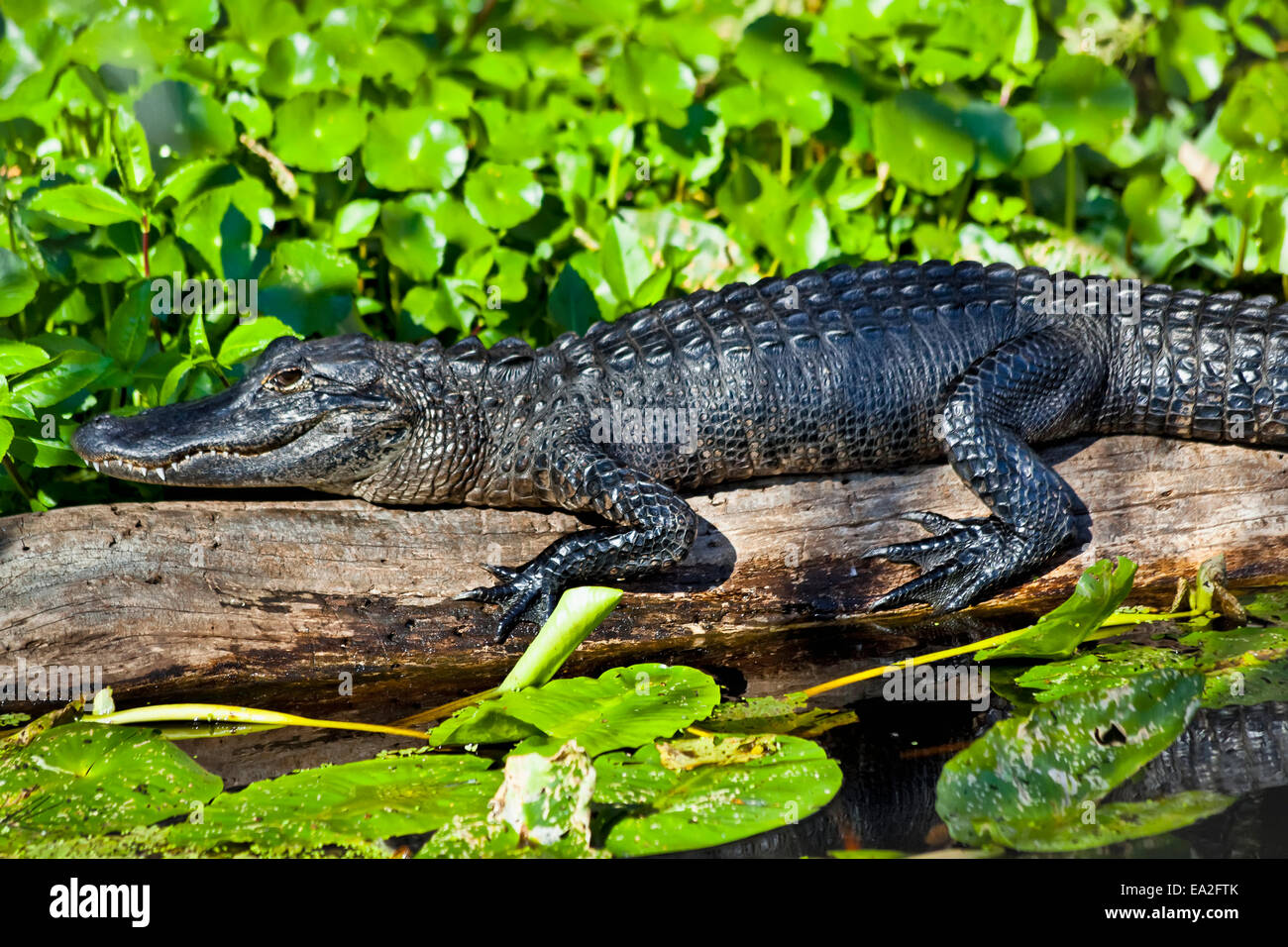 Pond,Florida,State Park,American Alligator Stock Photo - Alamy