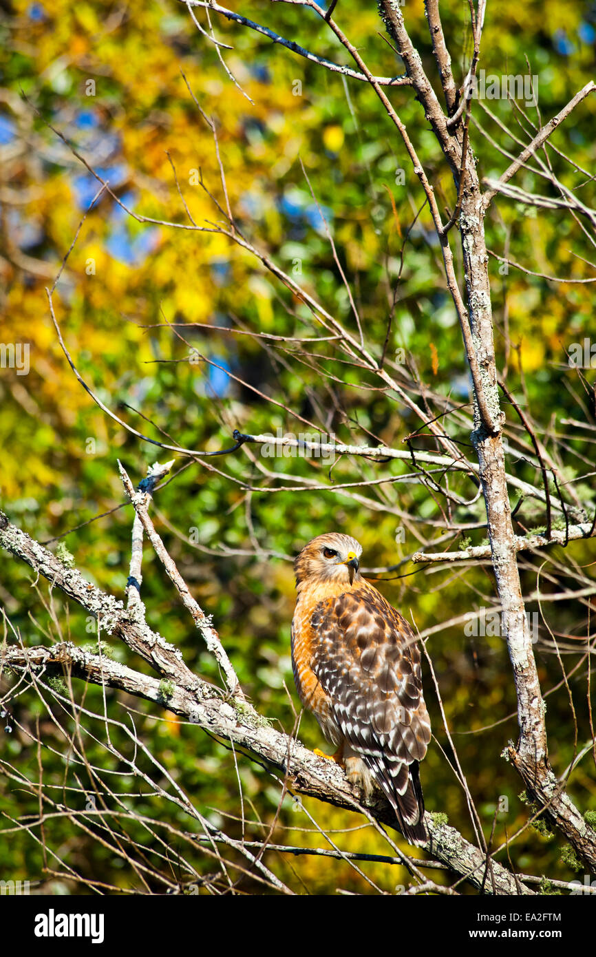 Red-Shouldered Hawk (Buteo lineatus) in fall foliage, Blue Spring State ...
