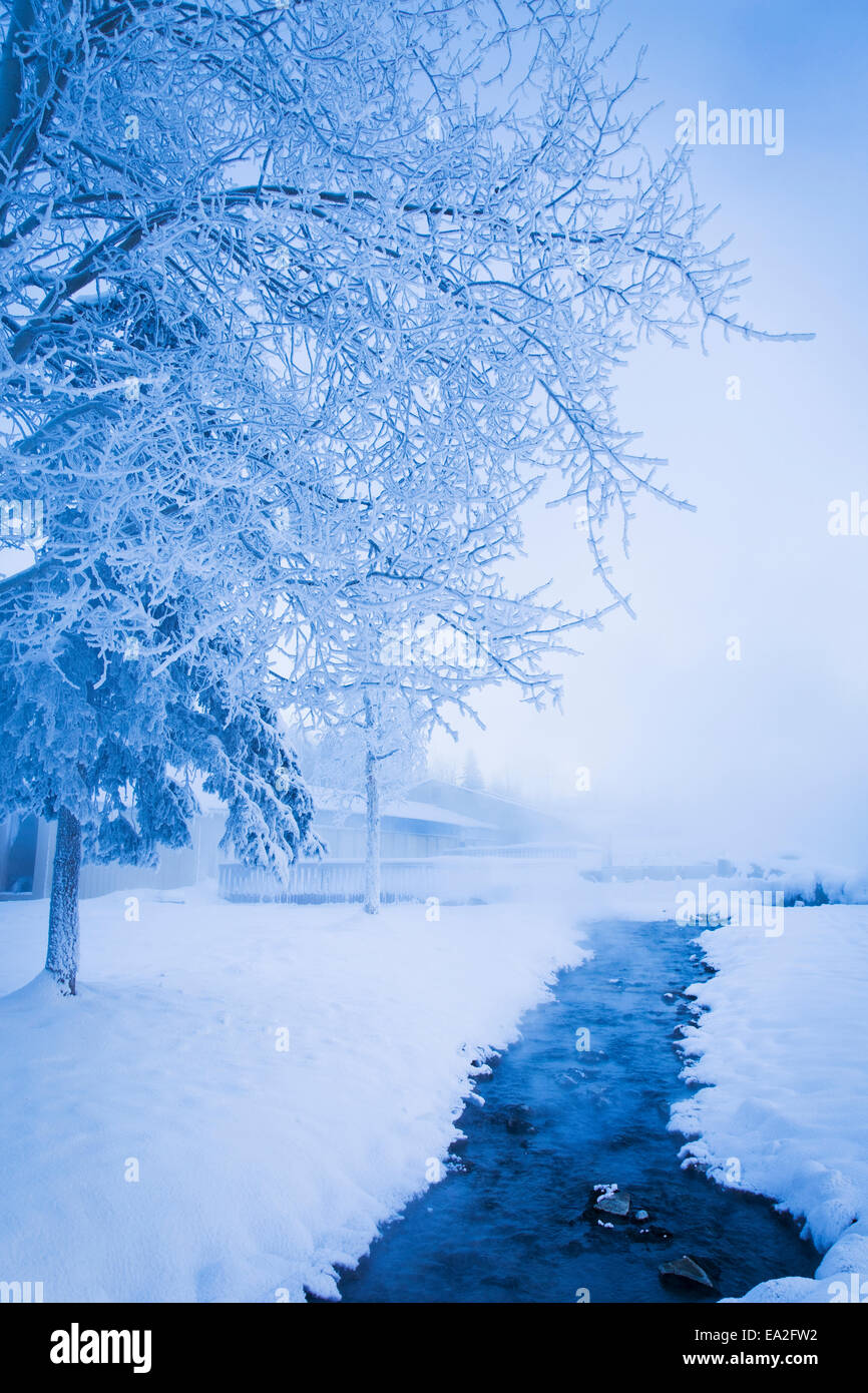 Frosted trees by the hot springs; Chena Hot Springs Resort; Fairbanks ...