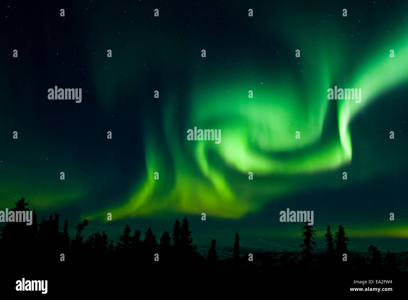 The bright neon green aurora swirling above the boreal forest, Chena ...