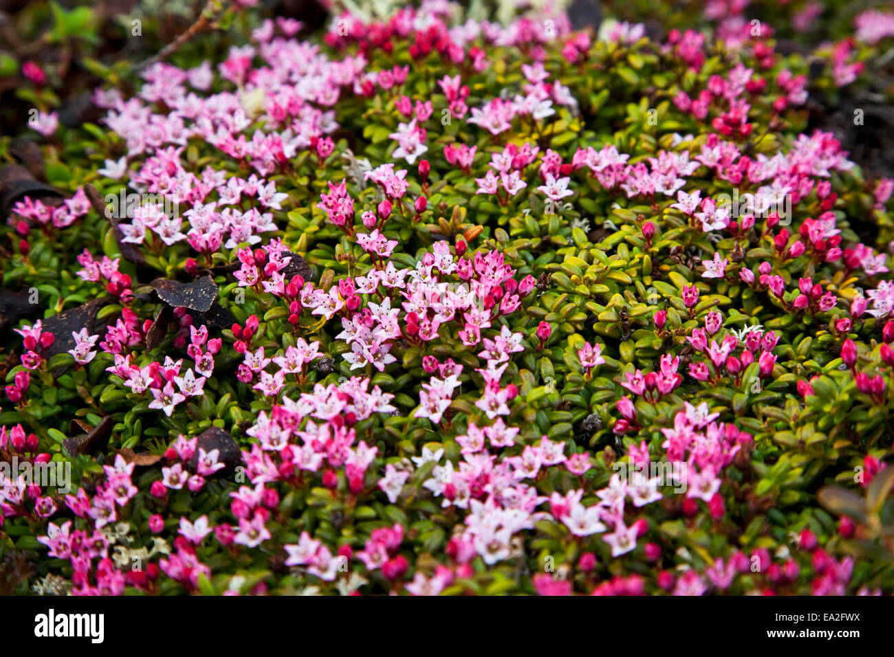 Alpine Azalea (Kalmia procumbens), Chena River State Recreation Area ...
