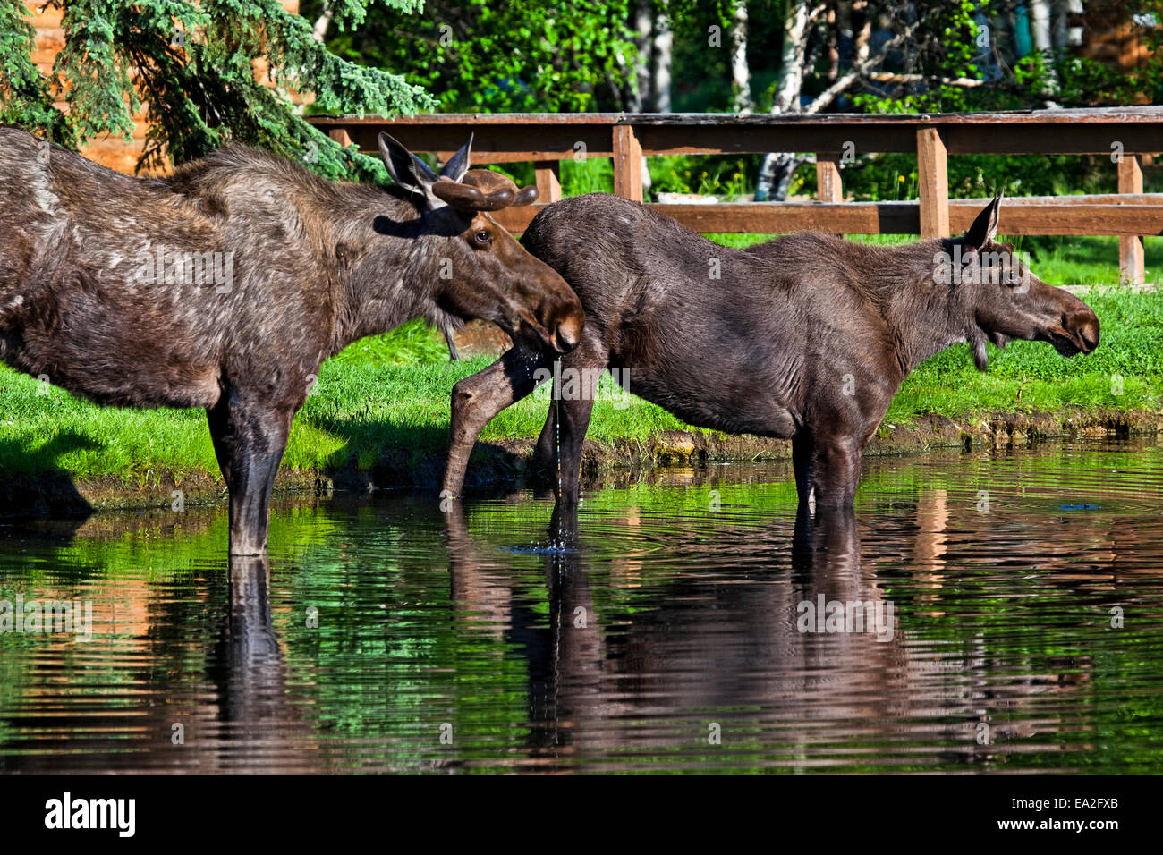 Two young bull moose drinking water in a creek, Chena River State ...