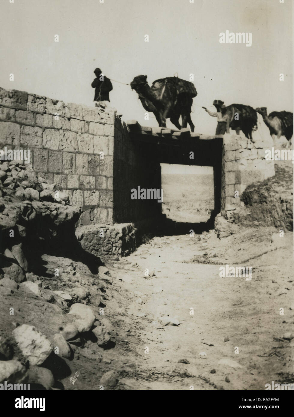 A historic photograph showing camel transport crossing a railway bridge ...