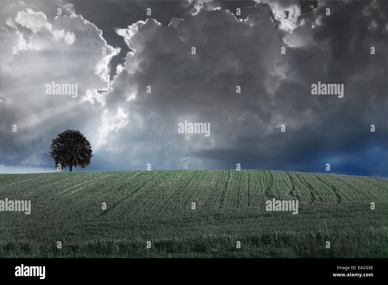 Storm clouds over field with green grass Stock Photo - Alamy
