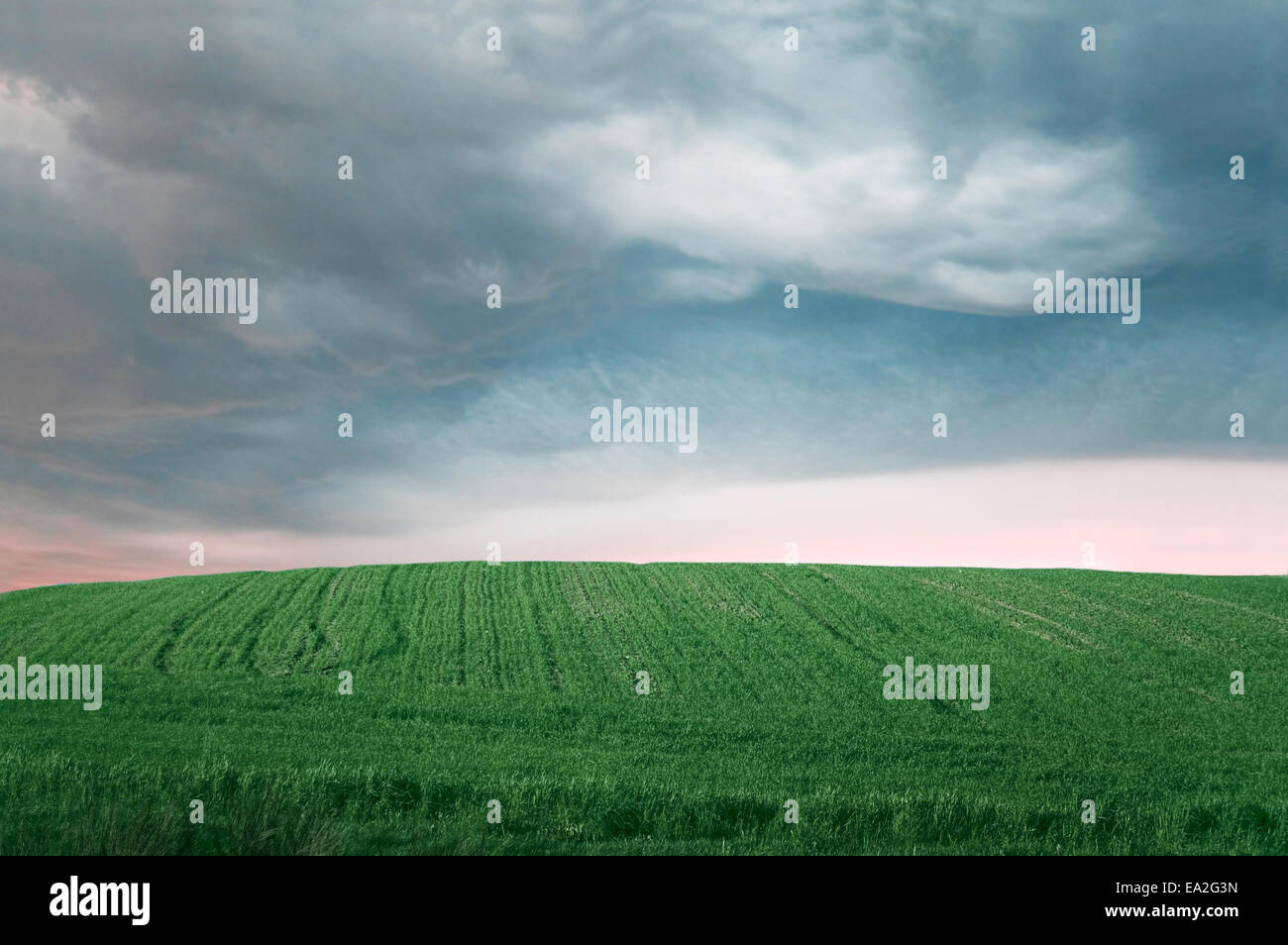 Storm clouds over field with green grass Stock Photo - Alamy