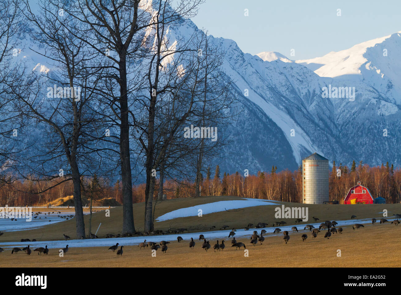 Alaska,Golf Course,Snow Geese Stock Photo - Alamy