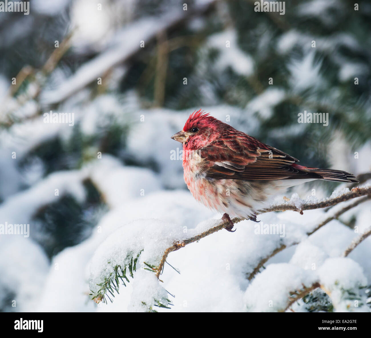 Purple finch snow hi-res stock photography and images - Alamy
