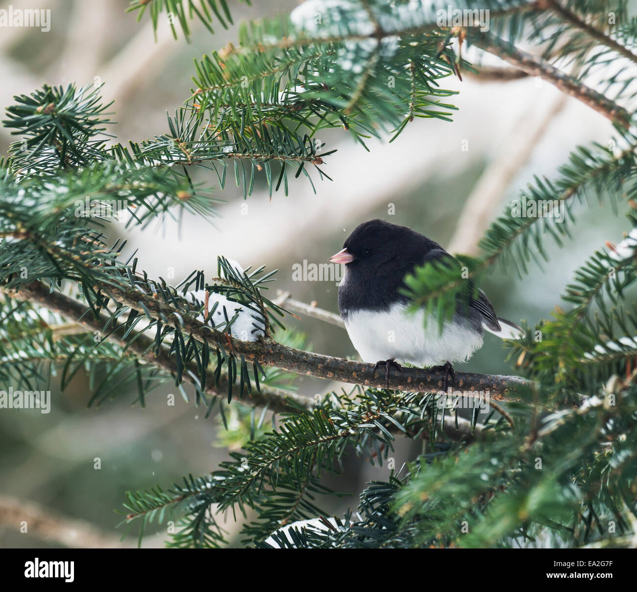 White spruce tree canada hi-res stock photography and images - Alamy