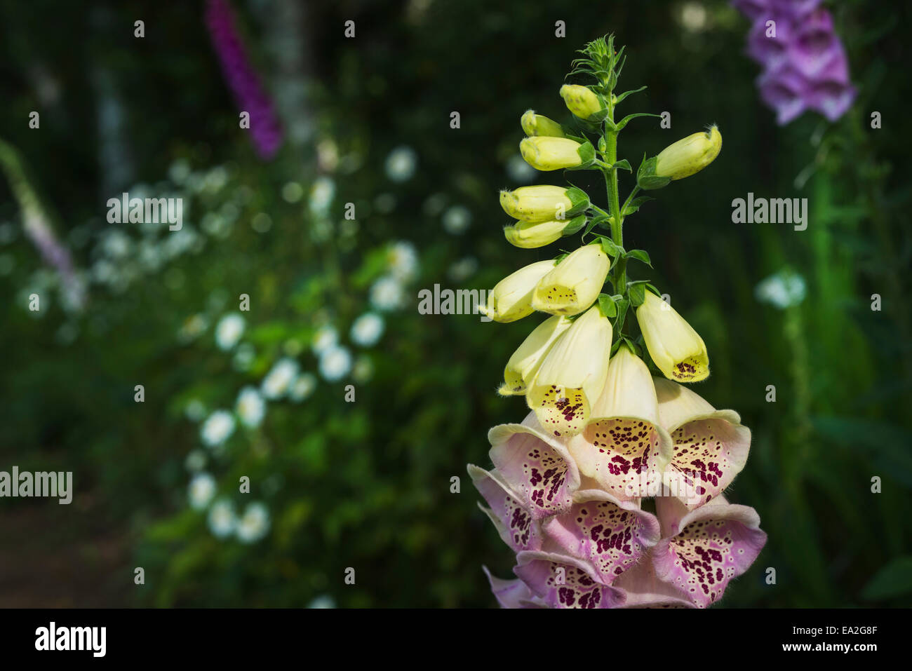 Foxglove blooms in a garden Stock Photo - Alamy