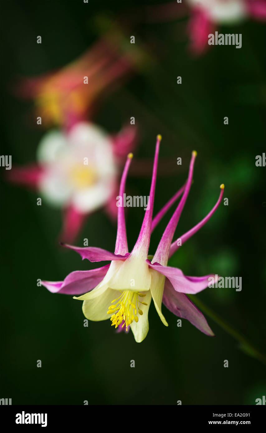 Columbine (Aquilegia) blooms in a garden; Astoria, Oregon, United ...