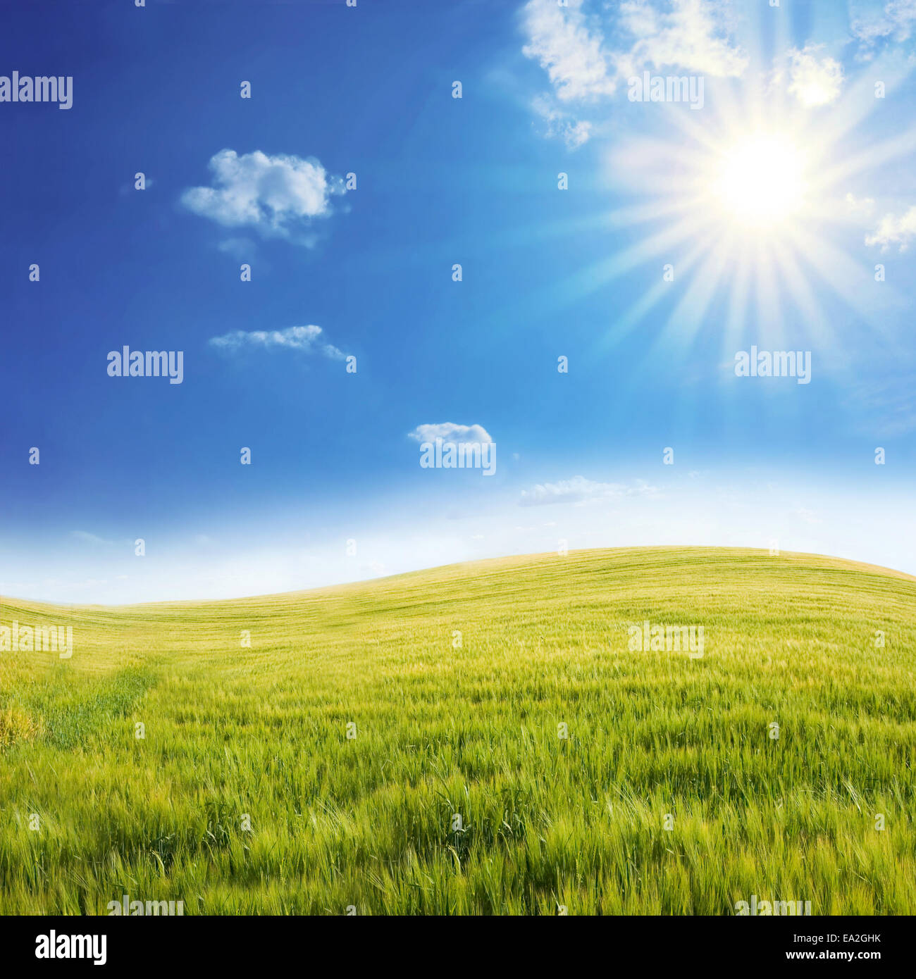 Rural landscape. Bright sun over the green field at summer Stock Photo ...