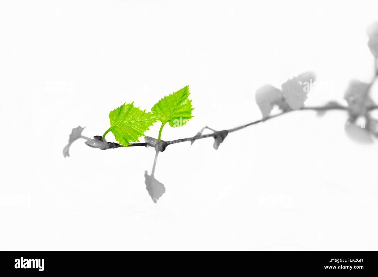 Green twig design element hi-res stock photography and images - Alamy