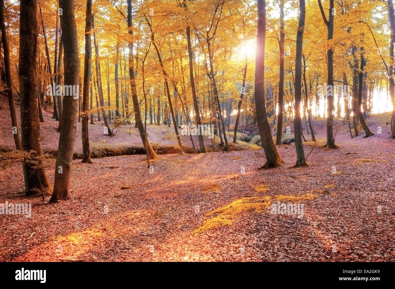 Gold colour in nature hi-res stock photography and images - Alamy