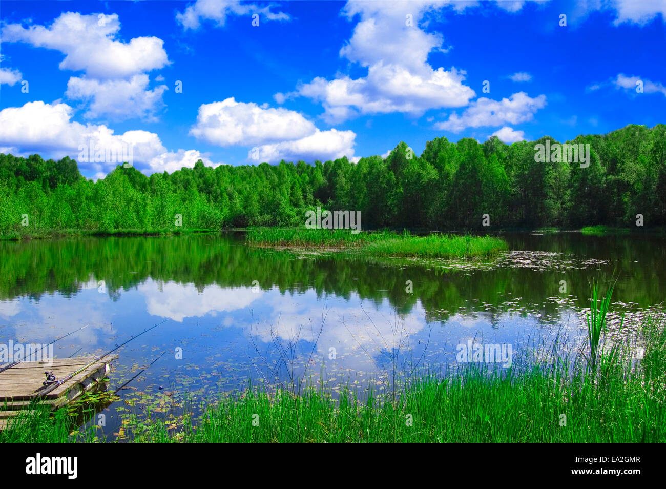Lake nad forest. View of the lake near the forest in summer Stock Photo ...
