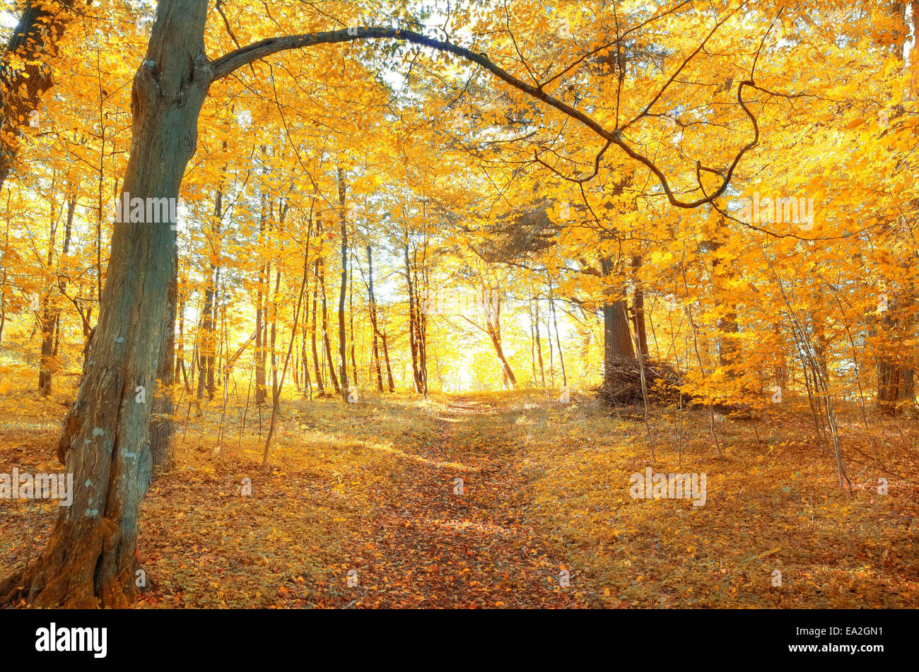 Gold colour in nature hi-res stock photography and images - Alamy