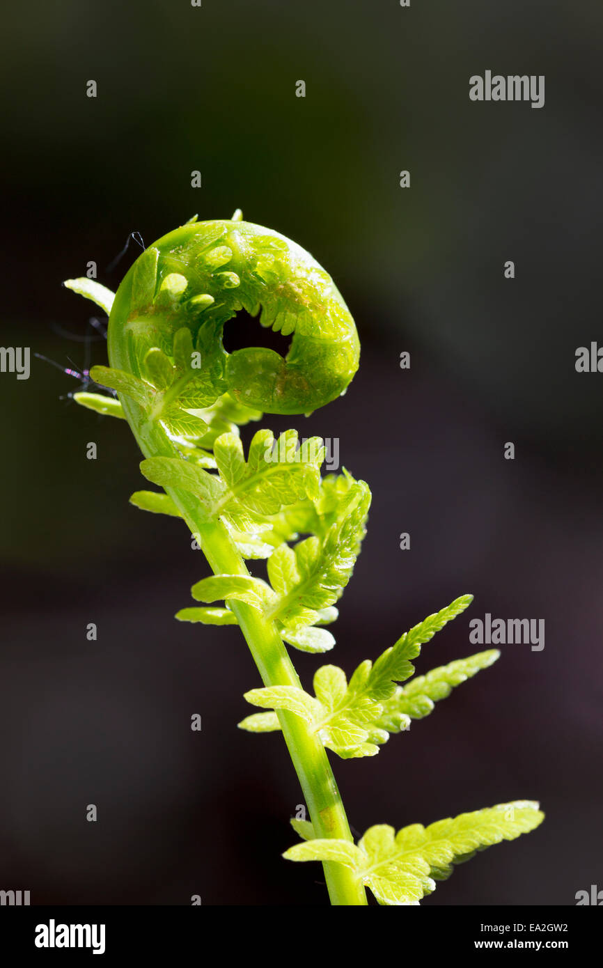 Close up of a fern fiddle head; Calgary, Alberta, Canada Stock Photo ...