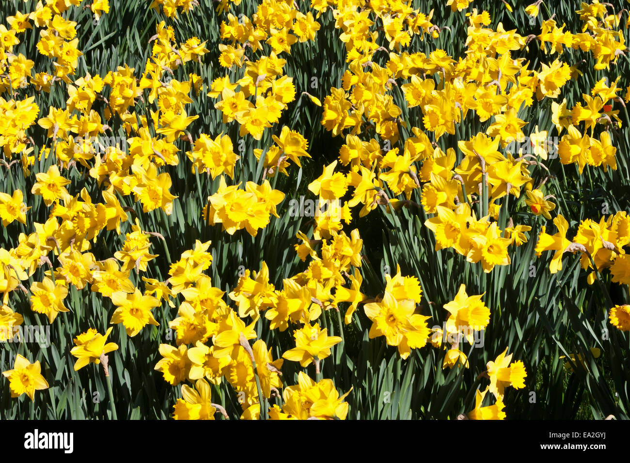 Daffodils in bloom in grounds of St David's Cathedral; St David, Wales ...