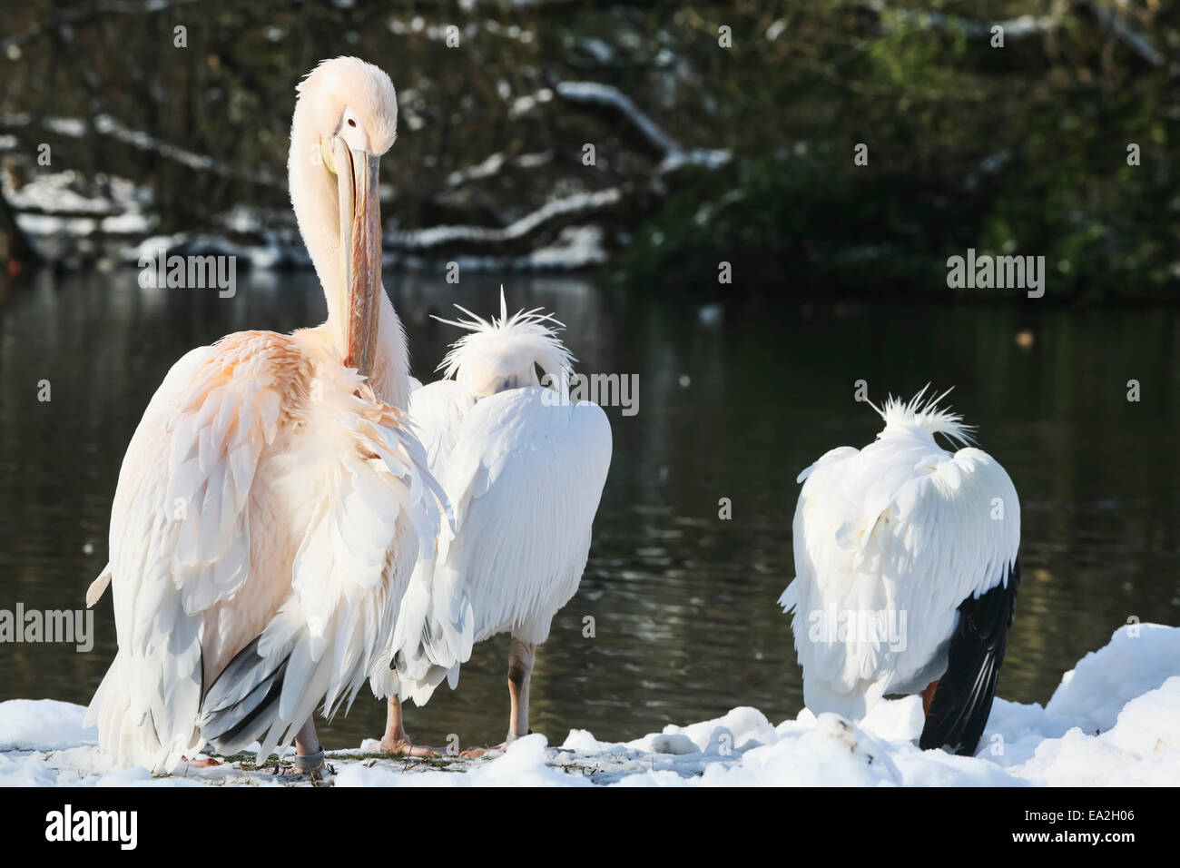 St jamess park pelicans hi-res stock photography and images - Alamy