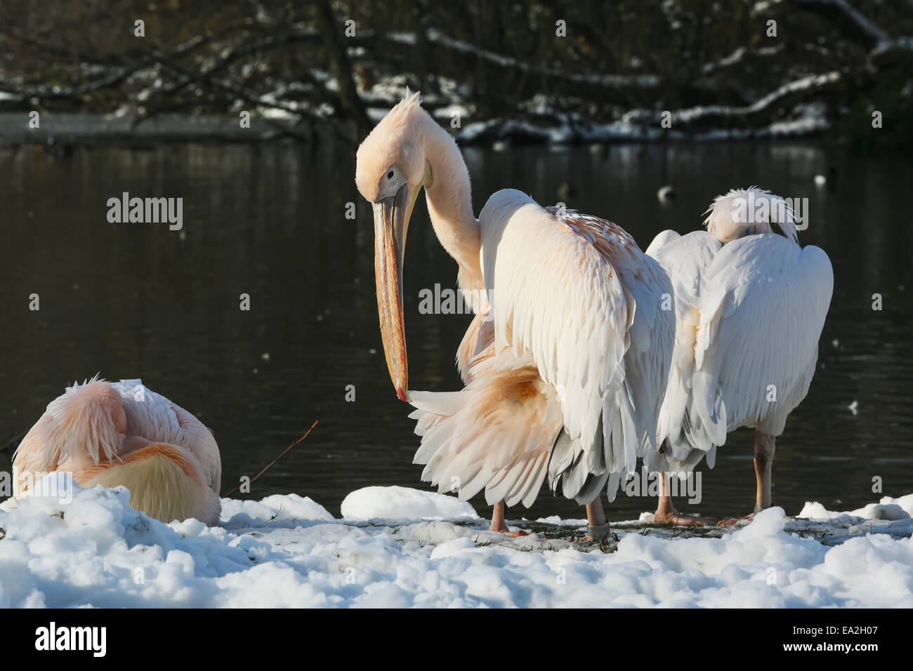 Pelicans in the snow on a cold winters day in February at St James's ...