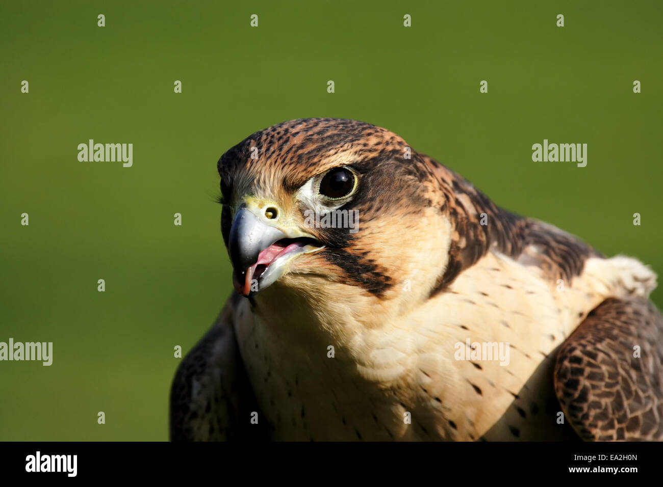 Close up of a Peregrine Falcon (Falco peregrinus Stock Photo - Alamy