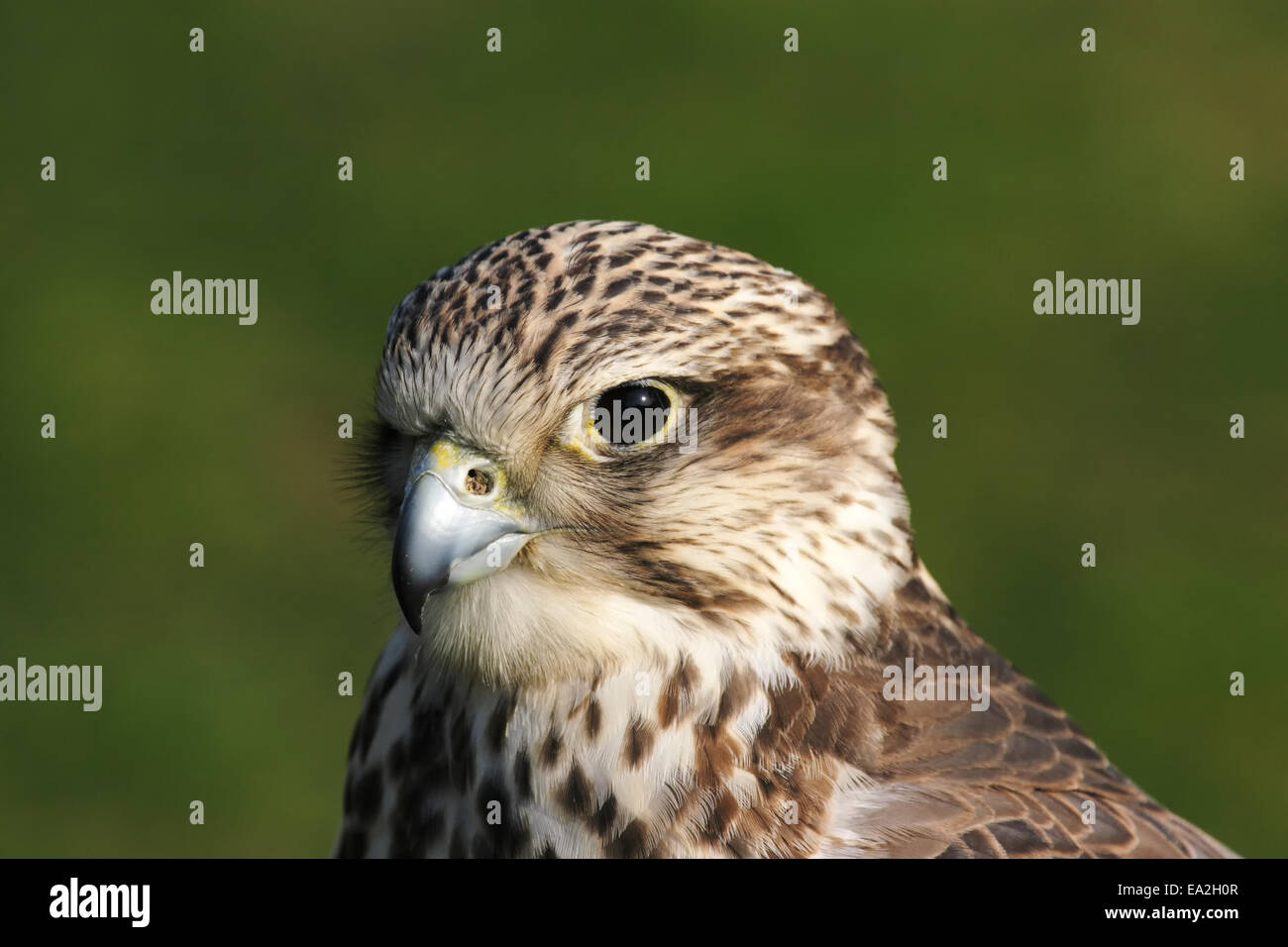 Close up of a Saker Falcon Stock Photo - Alamy
