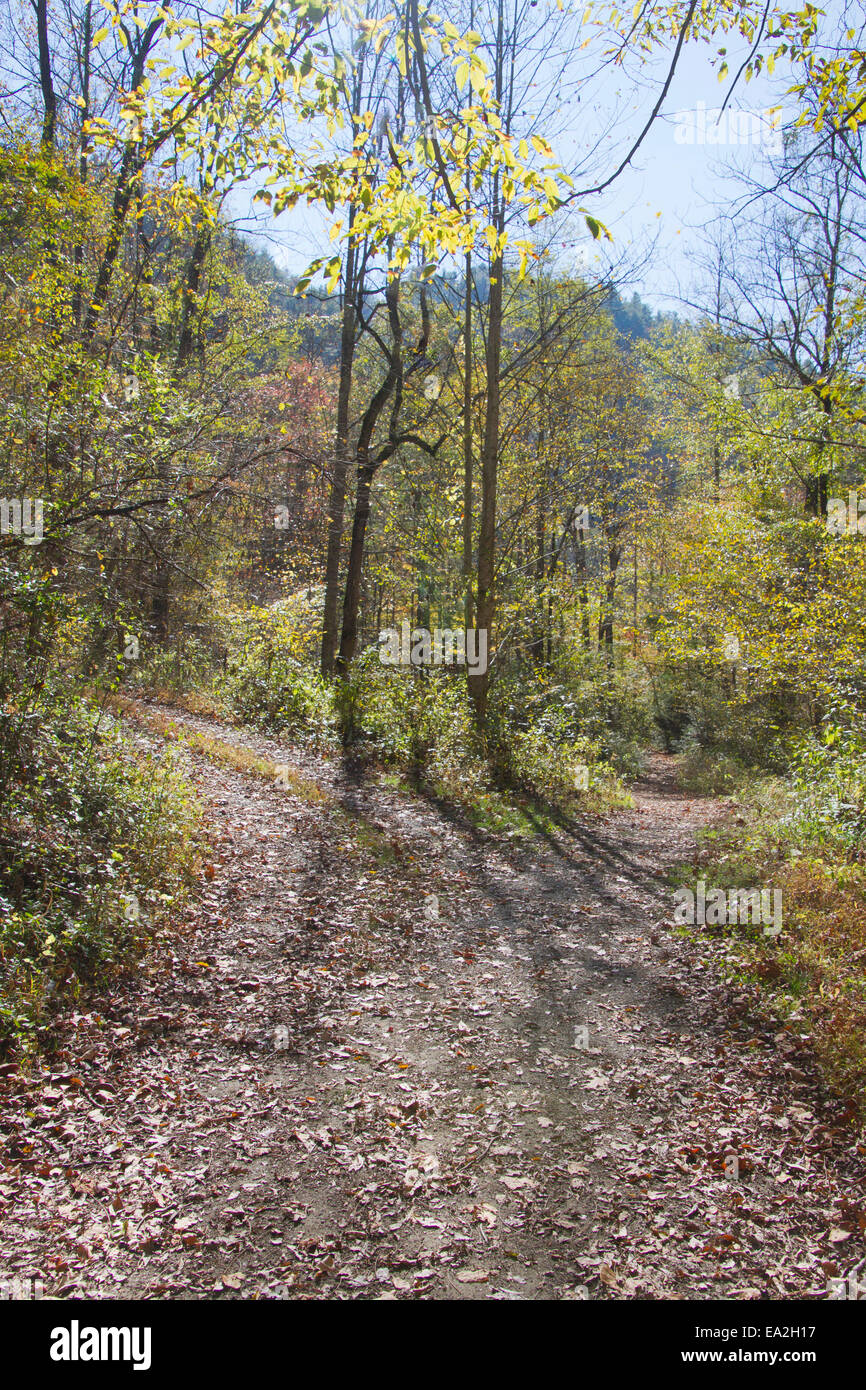 Forested path splits offering two choices on which way to go, a high ...