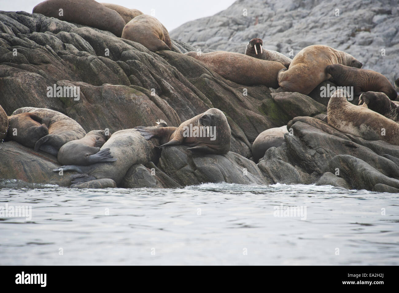 Walrus Colony, Odobenus rosmarus, hauled-out on rocks, Baffin Island ...