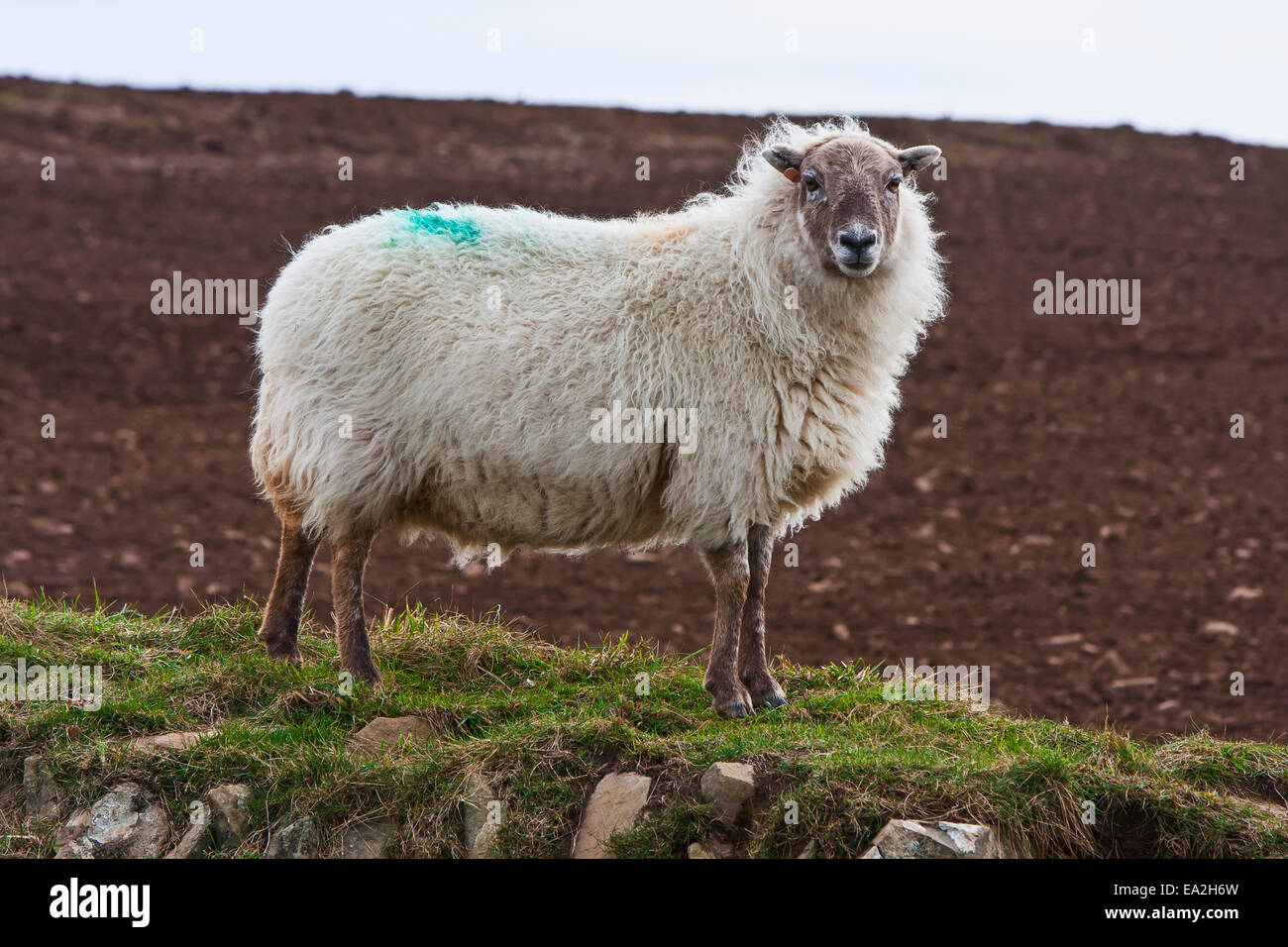 Sheep marked with blue on wool, near Traeth Llyfn beach, Pembrokeshire ...
