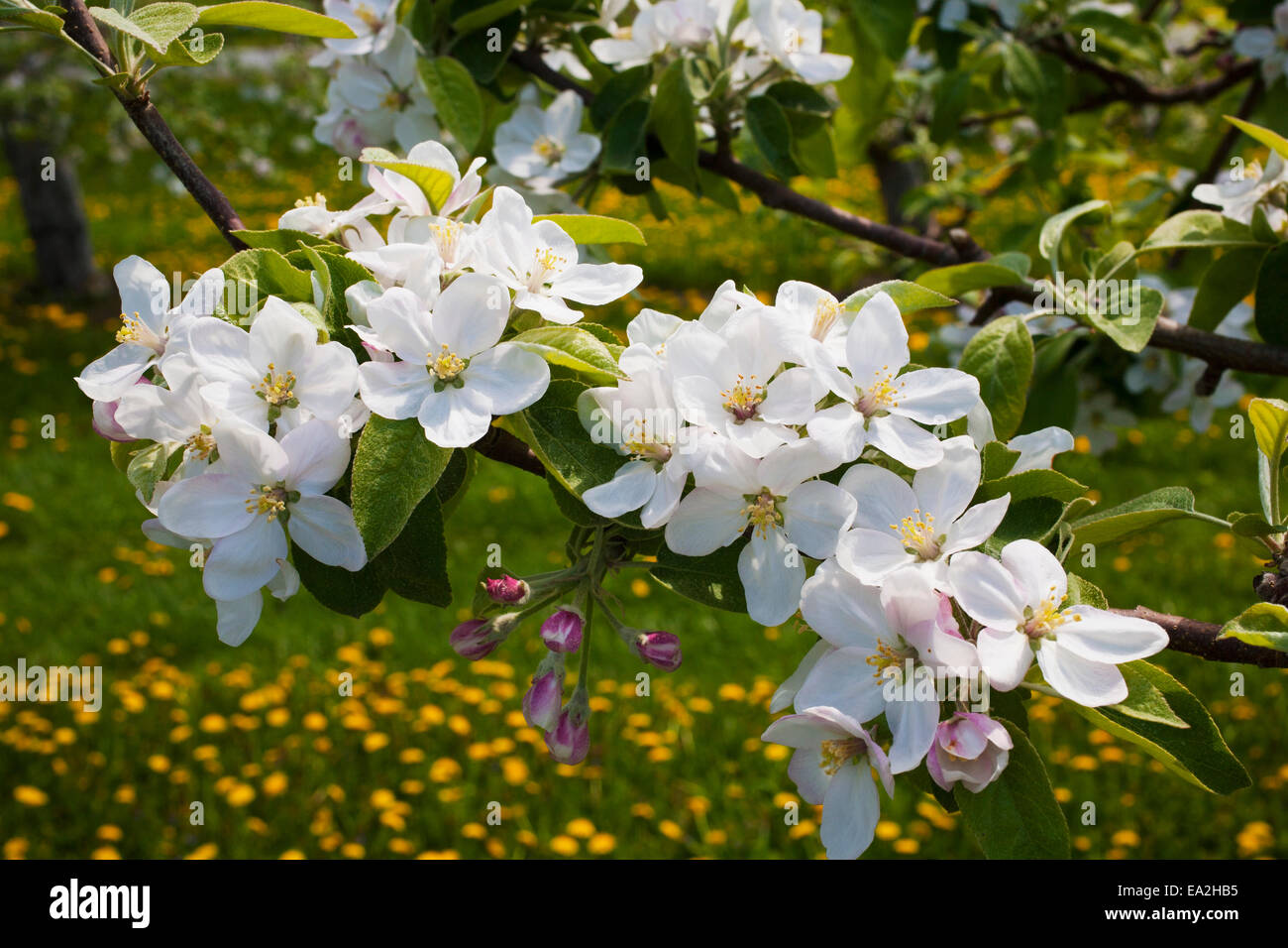Apple blossoms; Farnham, Quebec, Canada Stock Photo - Alamy