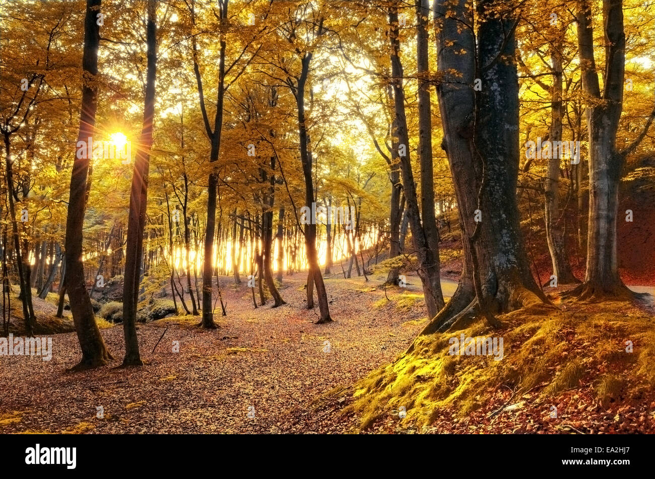 Gold colour in nature hi-res stock photography and images - Alamy