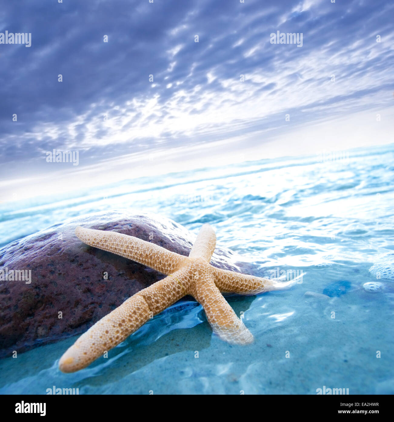 Starfish in tropical sea water on the beach Stock Photo - Alamy