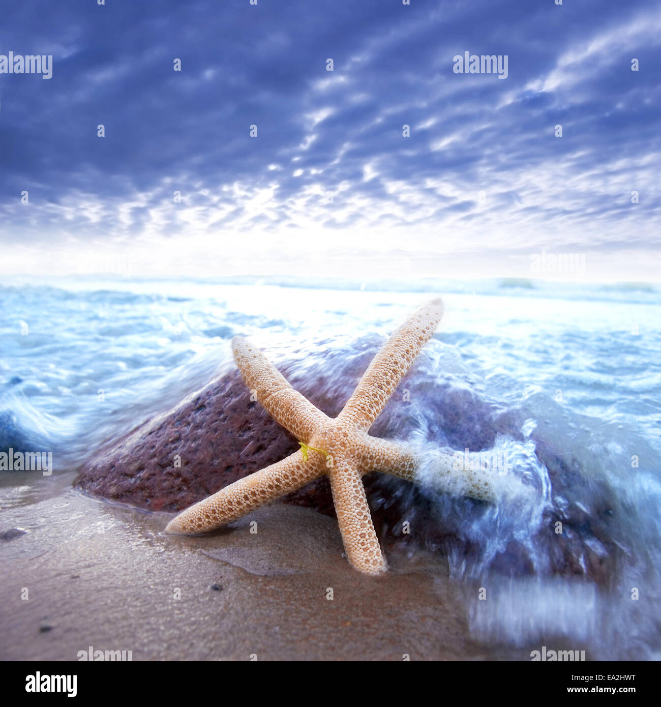 Starfish in tropical sea water on the beach Stock Photo - Alamy
